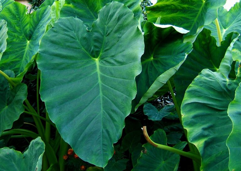 The Traditional Medical Benefits of Taro Leaves: A Powerful Natural ...